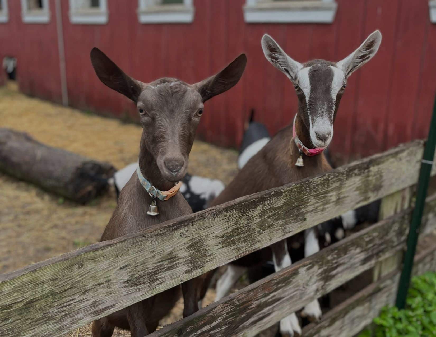 Farm Goats